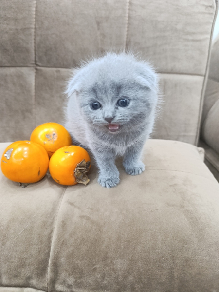 Чистокровные британцы