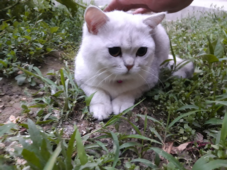 Серебристи мушукча 1 йош