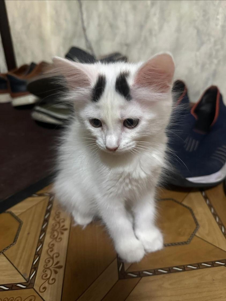 котики ищут себе дом
