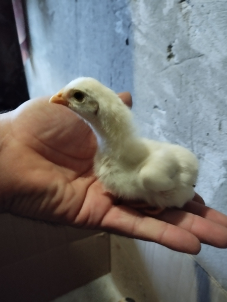 Dakan kares turk xoroz makyon jujalari bor