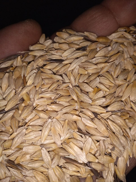 Арпа,ечмен махсулотлари Казахстан продукт прямой вагон !!!