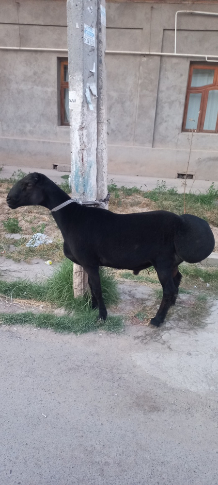 Zotli qochqor sotiladi