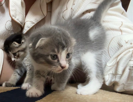 Шотландские вислоухие котята