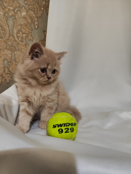 Продается котята