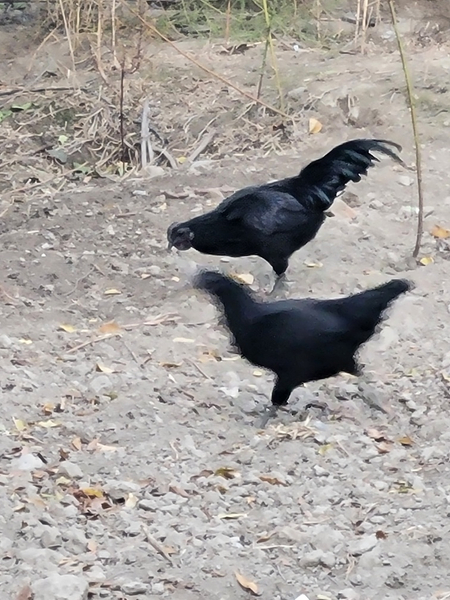 Кора шахзодалар тоза