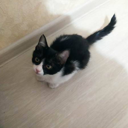 Отдам котика ответственным лицам