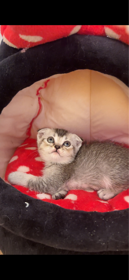 Скотиш фолд окрас серебро шиншилла