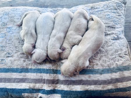 Labrador Лабрадор 10.04 tugilgan