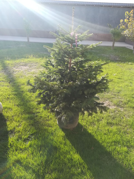 Tayyor gazonlar urnatamiz
