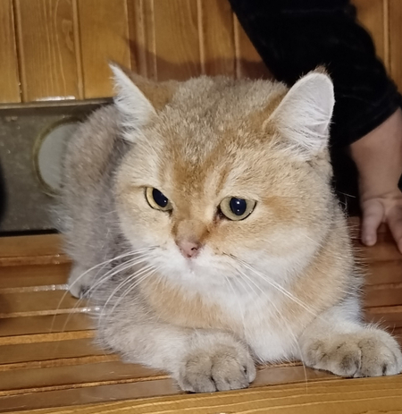 Zalatoy shinshila qizbola