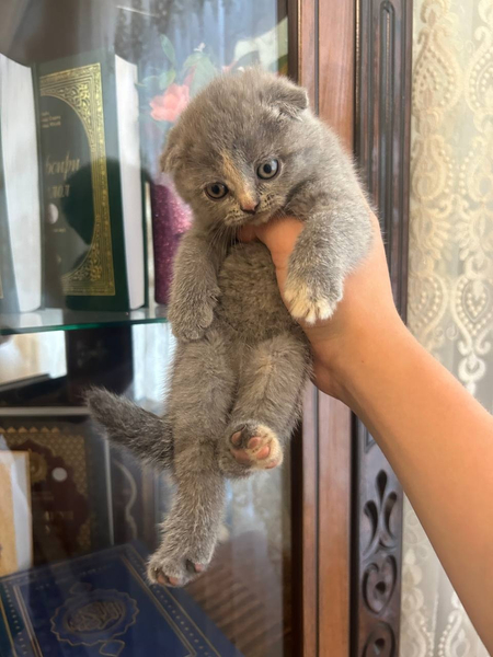 Котята британской породы