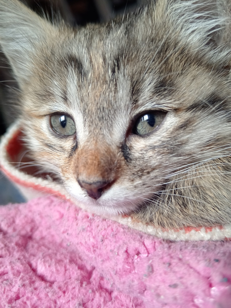 Продаю котёнка девочка