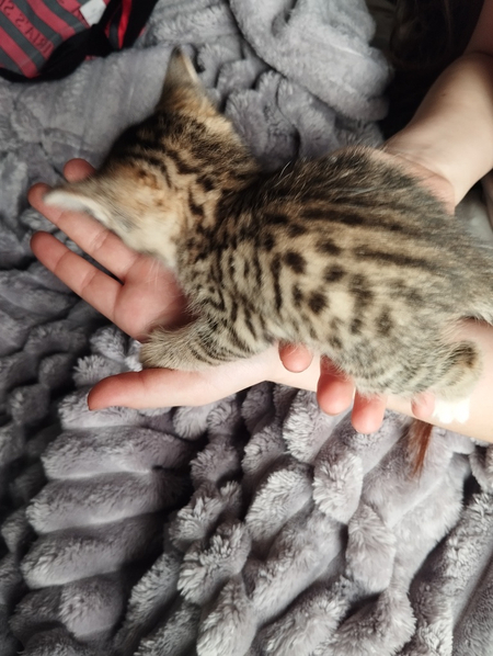 Смешанные котята оцикет
