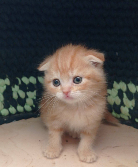 Скоттиш фолд шотландская вислоухая кошка