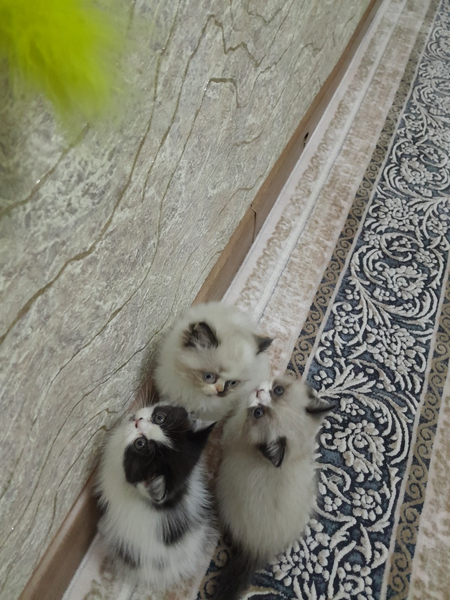 Катенок два месяц