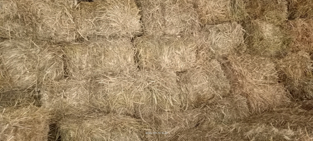 Birinchi oʻrim hashak