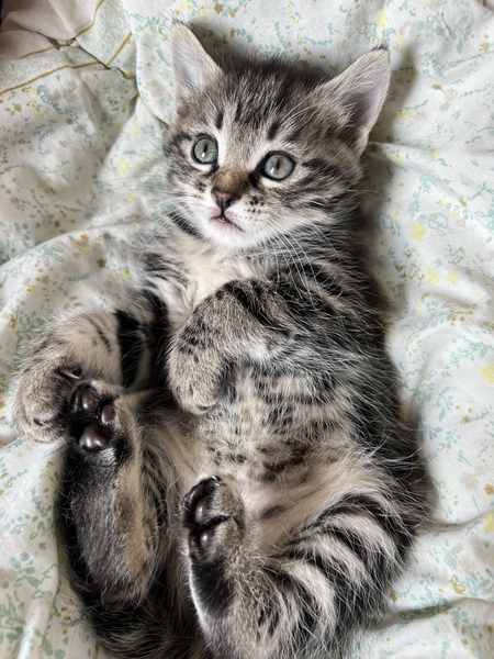 Ищем любящих хозяев для очаровательных котят!