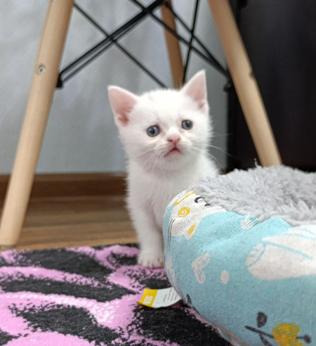 Продаются котята породы скоттиш страйт, скоттиш фолд!
