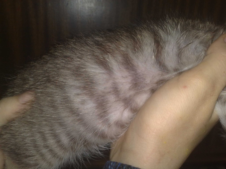 Красивый котёнок -девочка, полосатый окрас, 2 месяца.