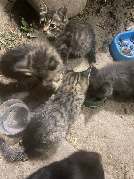 Бесплатно котики в добрые руки