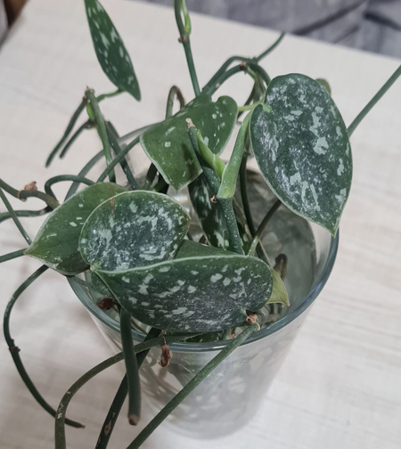 Scindapsus Pictus Сциндапсус расписной