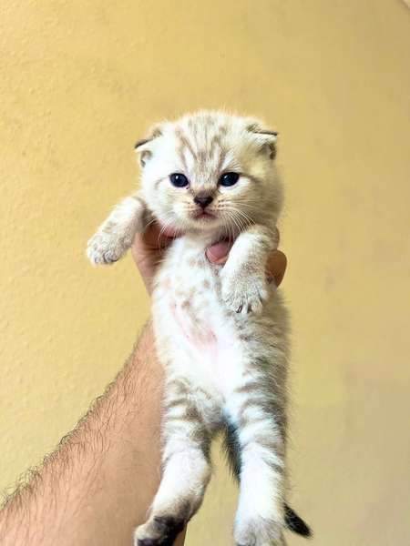 Шотландский кот с голубыми глазами
