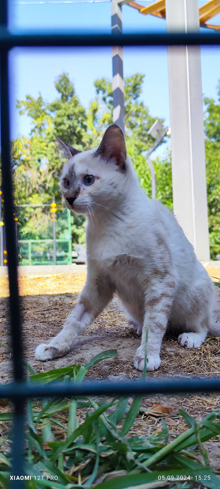 Котёнок, девочка, 5 месяцев