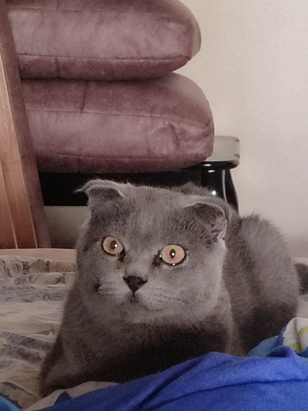 Срочно продам скотишь фолд ,мальчик