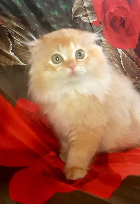 Золотой скоттиш фолд