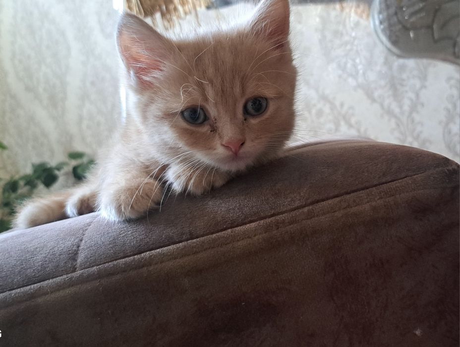 Шотландская прямоухая кошка