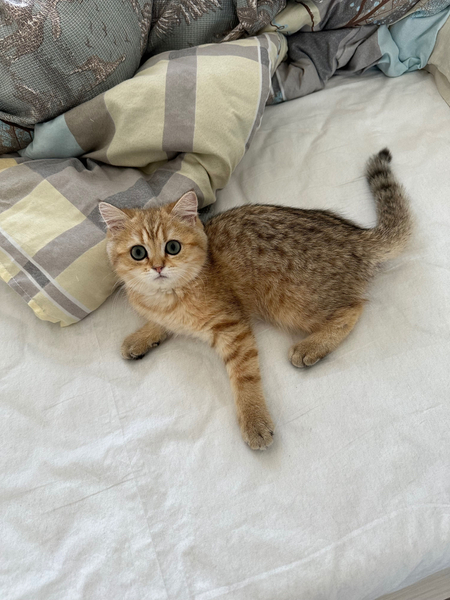 British chilchilla cat