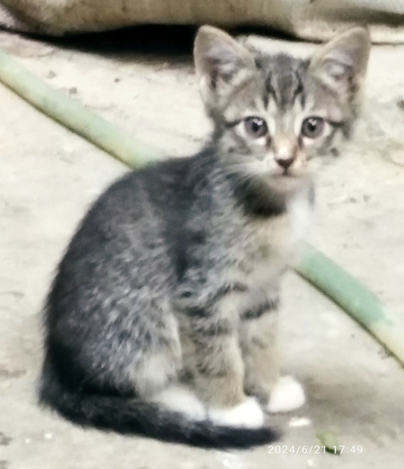 Котята  , 2 месяца.