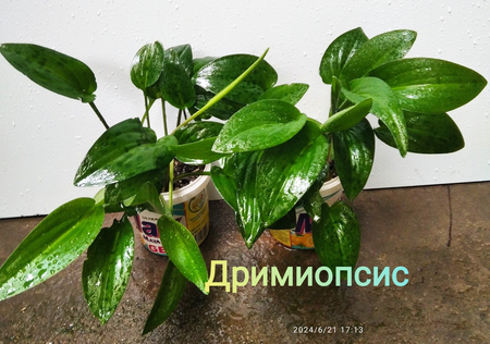 Комнатные цветы .