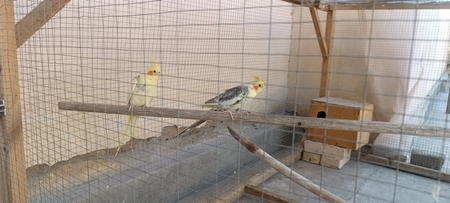 Карилла сотилали