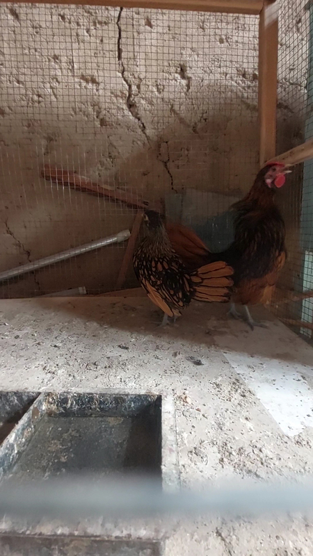 Zalatoy sbrayt jo'jalari sotiladi