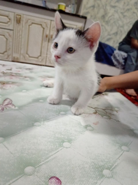 Котята. Бесплатно