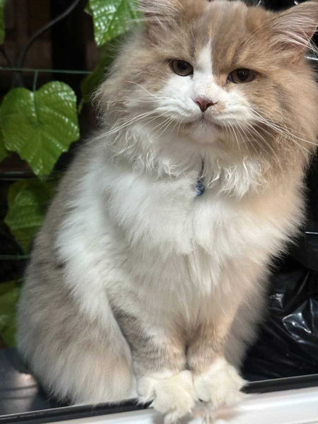 Кошка хелант страйт