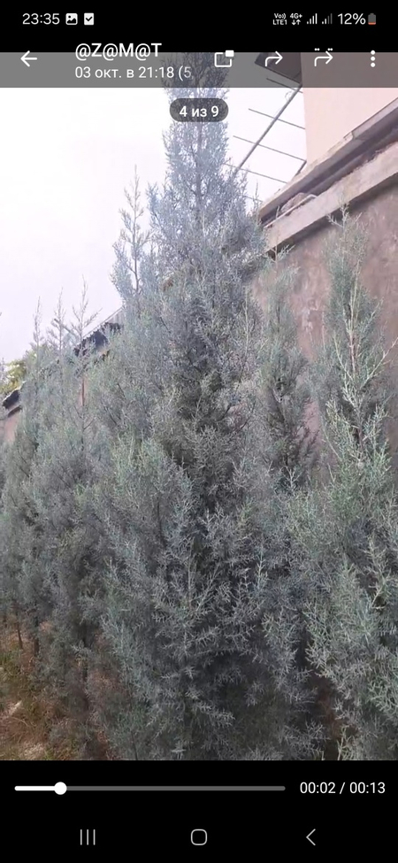 Arizonskiy kiparis italyaniskiy