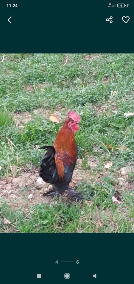 Yapon xóroz sotiladiii