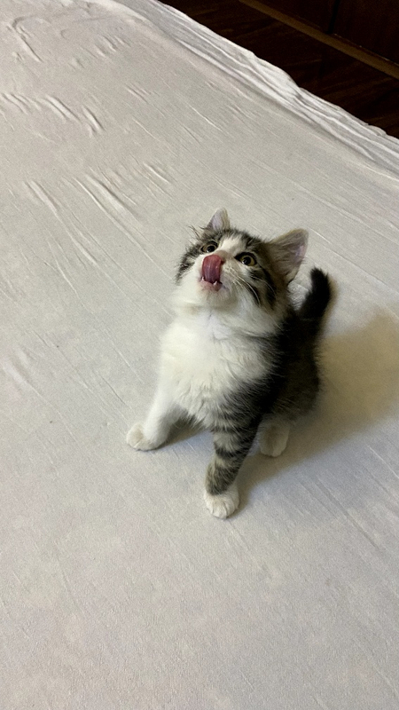 Котенок-Mushukcha
