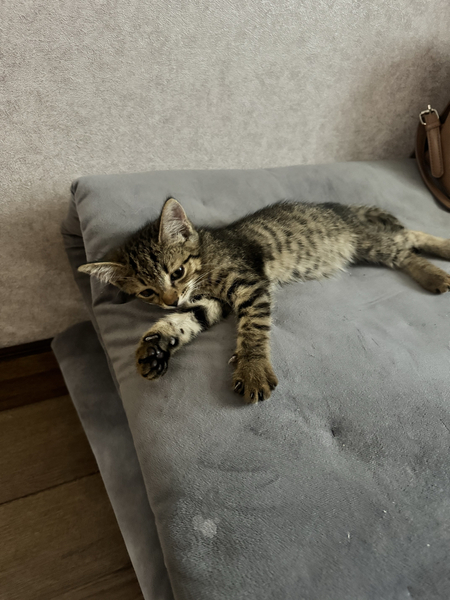 Котёнок Бесплатно