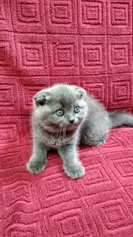 Продаются котята породы скотиш