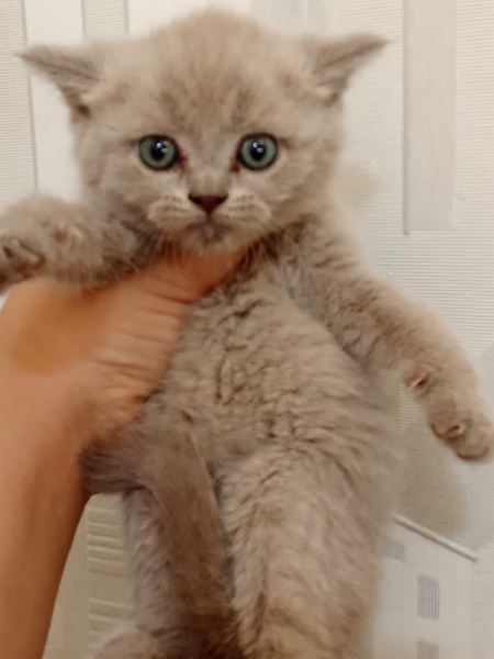 Watlanski muwukchalar