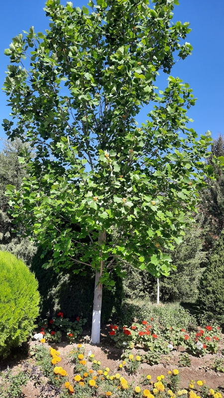 Archa va manzarali daraxtlar