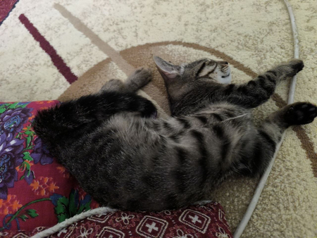 Отдам котенка в добрые руки