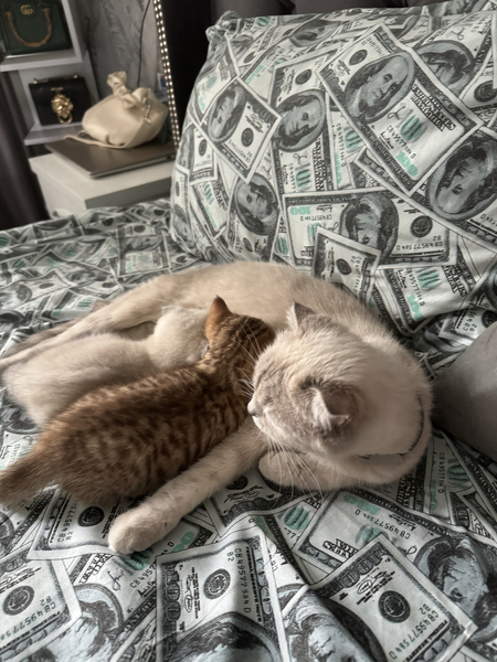 Скотиш фолд
