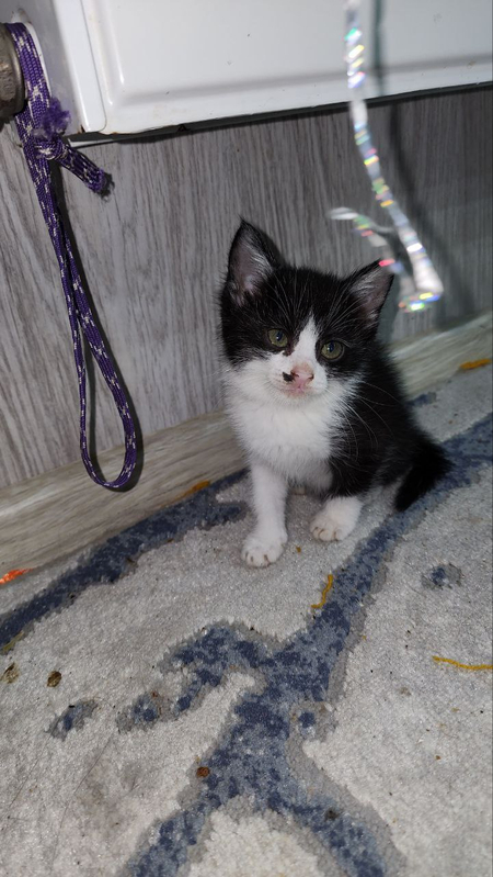 Котята 1,5 месяца