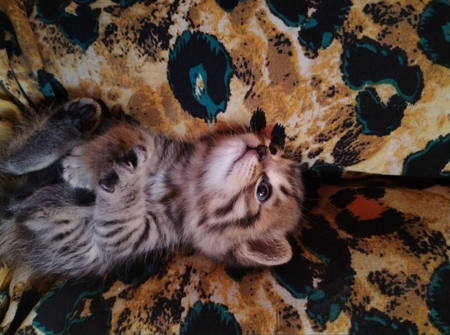 Придается котенки