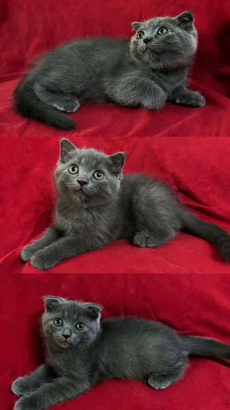 Вислоухие котята