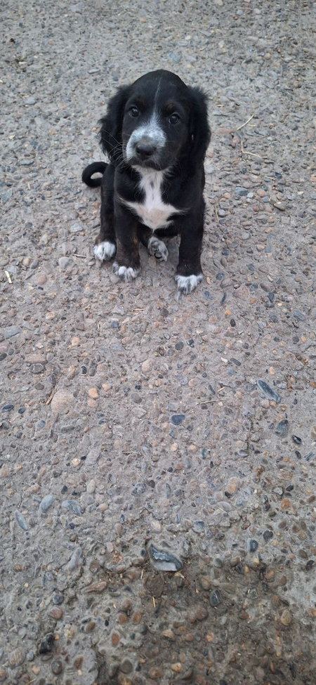 Rassiyiskiy spaniel sotiladi